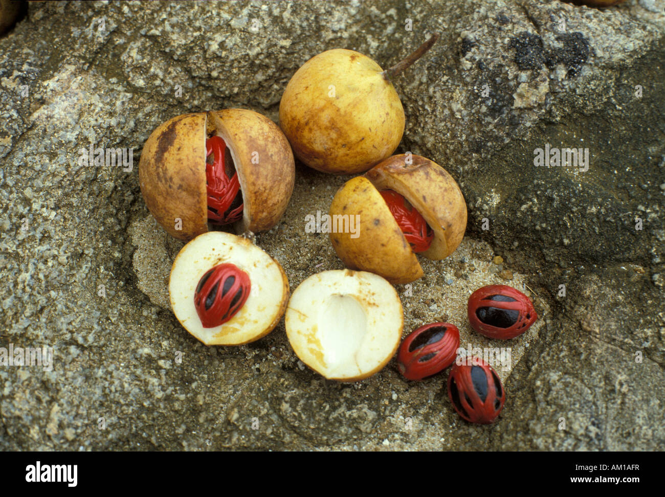 Nutmeg apples, (partly in shell), with red mace on a granite rock, Isle ...