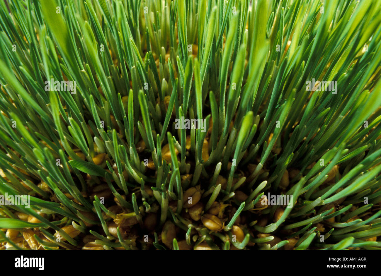 Sprouting grains of wheat (on chess board, checkerboard, cequerboard ...