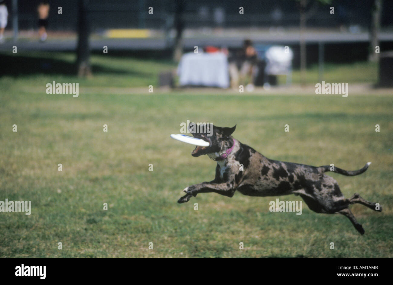 Canine frisbee catching contest hi-res stock photography and images - Alamy