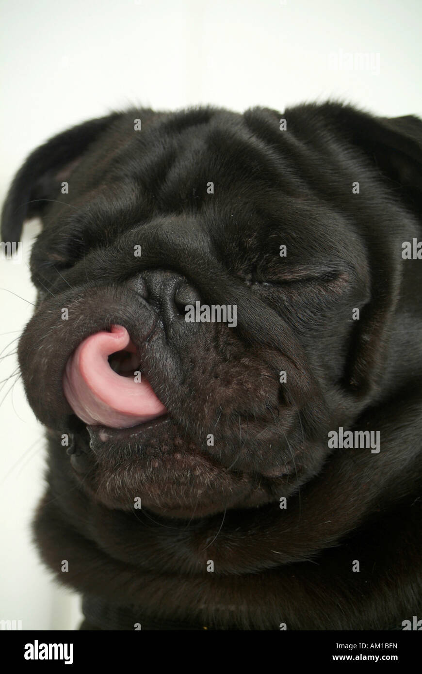 Portrait of a black pug Stock Photo - Alamy