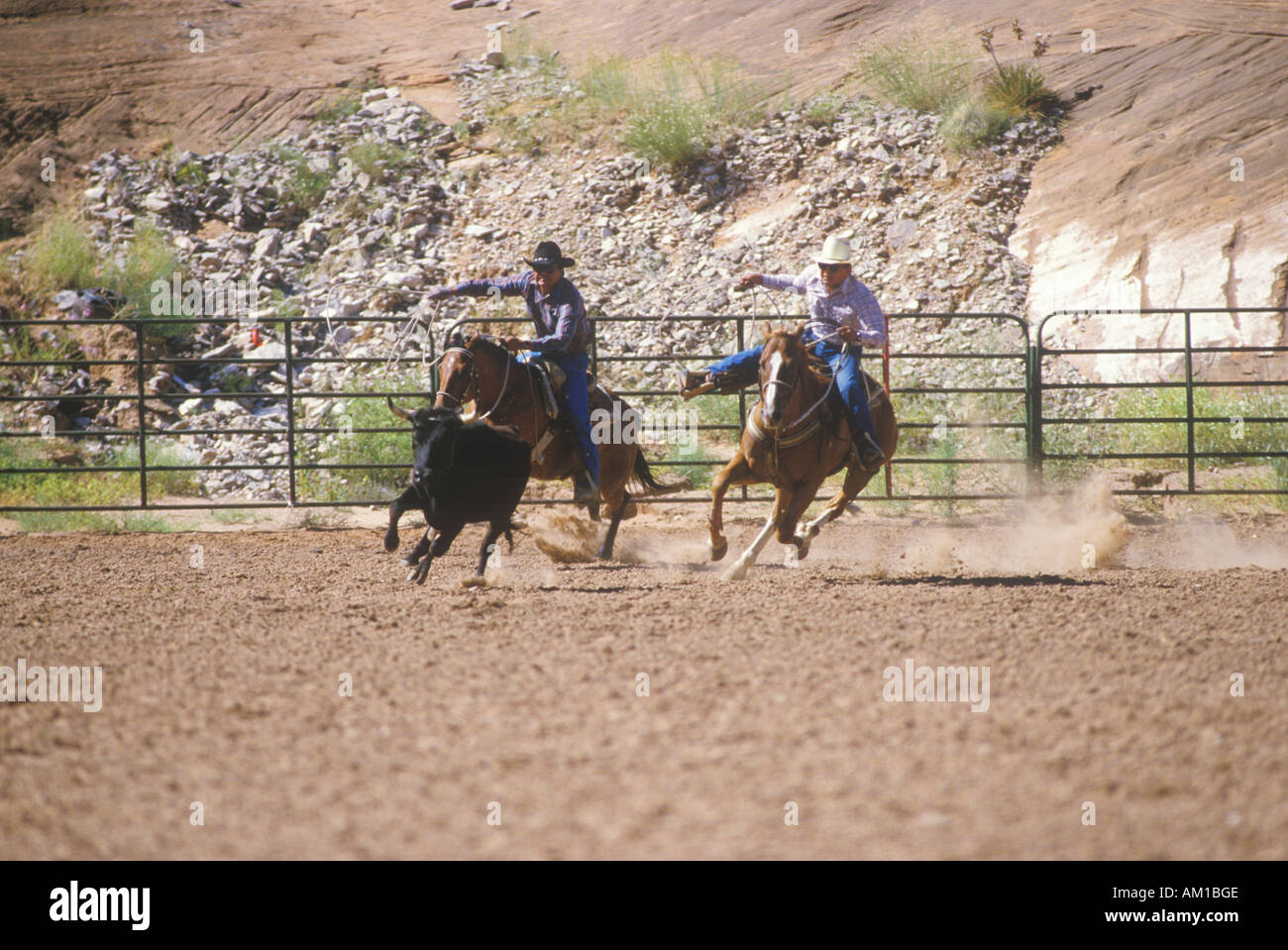 Calf roping Inter Tribal Ceremonial Indian Rodeo Gallup NM Stock Photo ...
