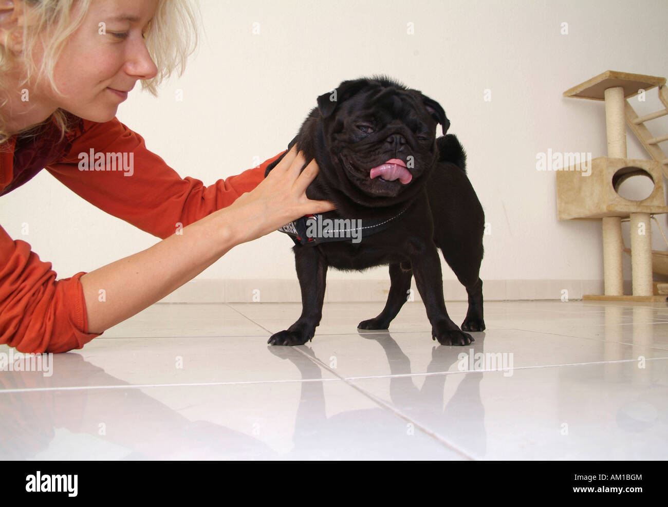 Woman with a black pug Stock Photo - Alamy
