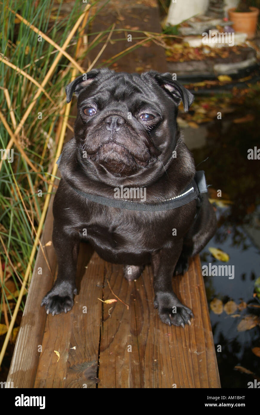Black Chinese Pug High Resolution Stock Photography and Images - Alamy