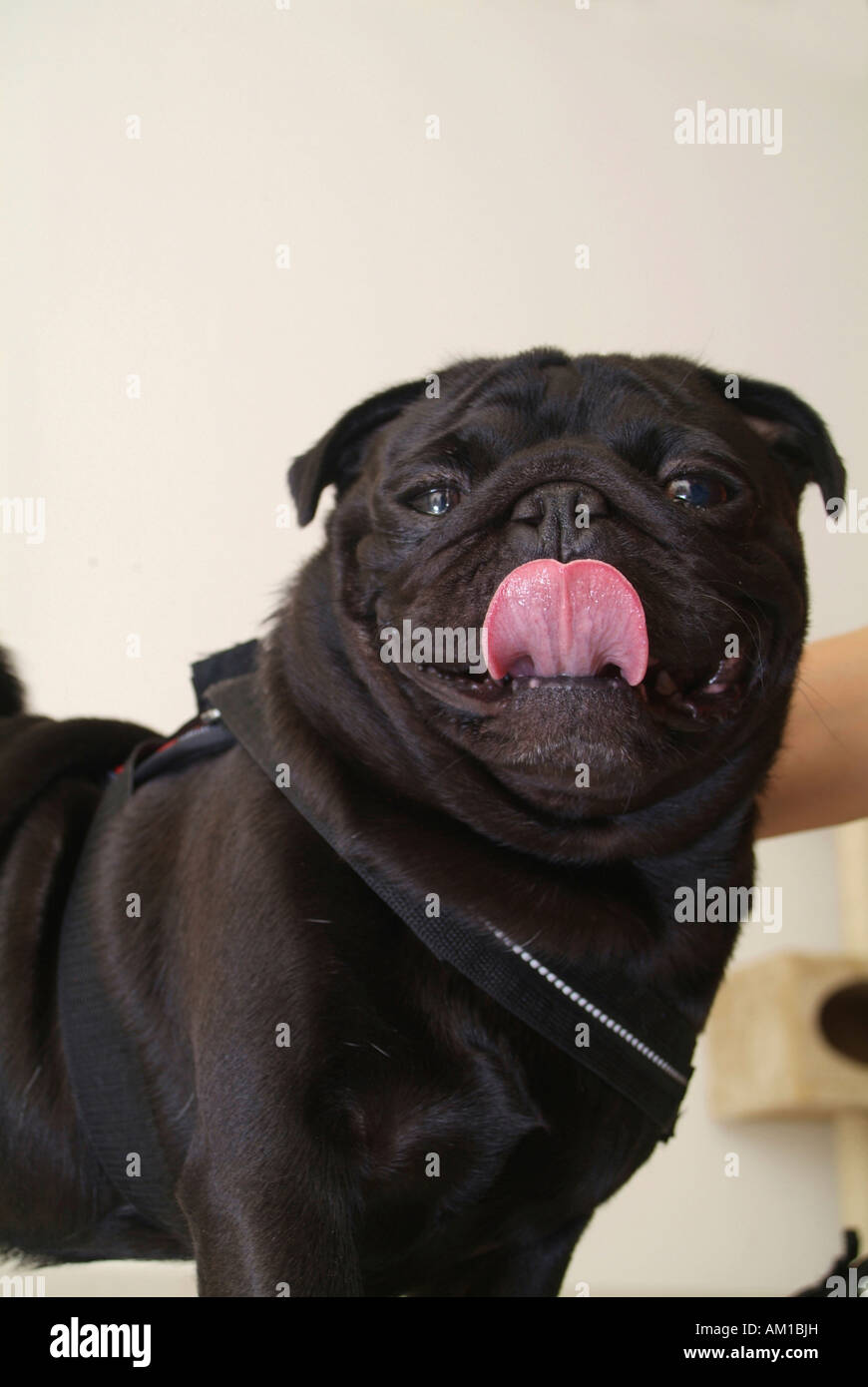 Hund mit falten hi-res stock photography and images - Alamy