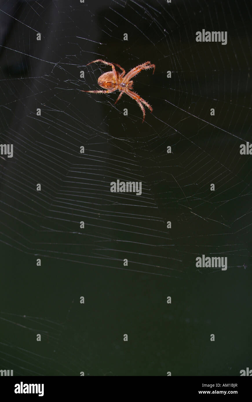 A spider in her web Stock Photo - Alamy