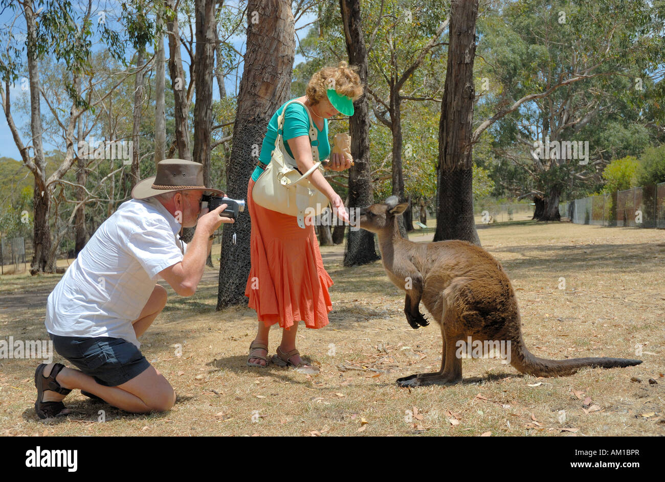 Cleland Wildlife Park, tourist feeding and photographing kangaroo ...