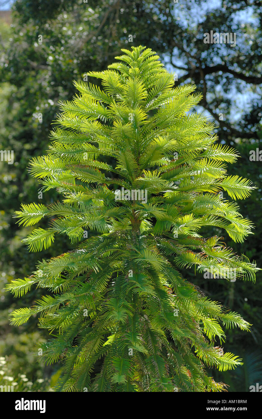 Wollemia tree (Wollemia nobilis), botanical gardens, Adelaide, South ...