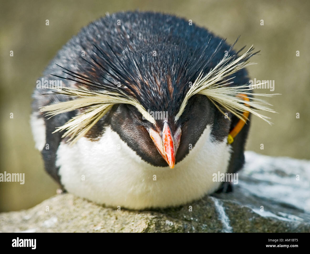 Rockhopper penguin eyebrows hi-res stock photography and images - Alamy