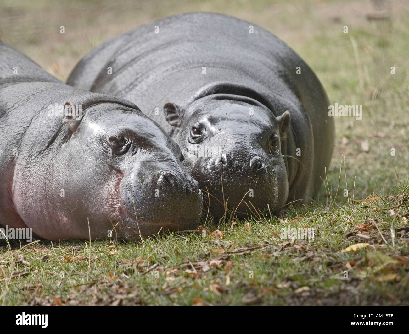 Gloria The Hippo Lying Down