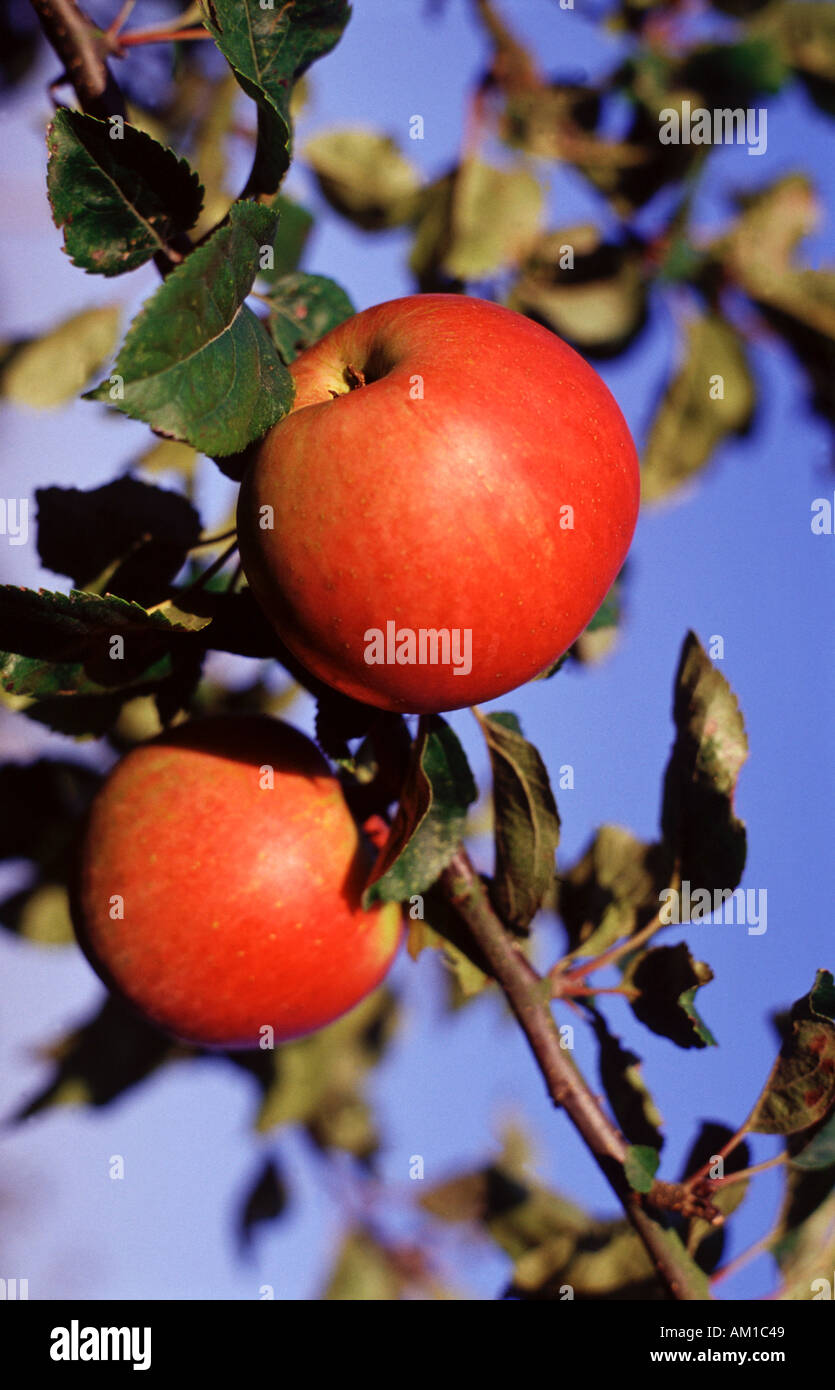 Apple orchard kent harvest hi-res stock photography and images - Alamy