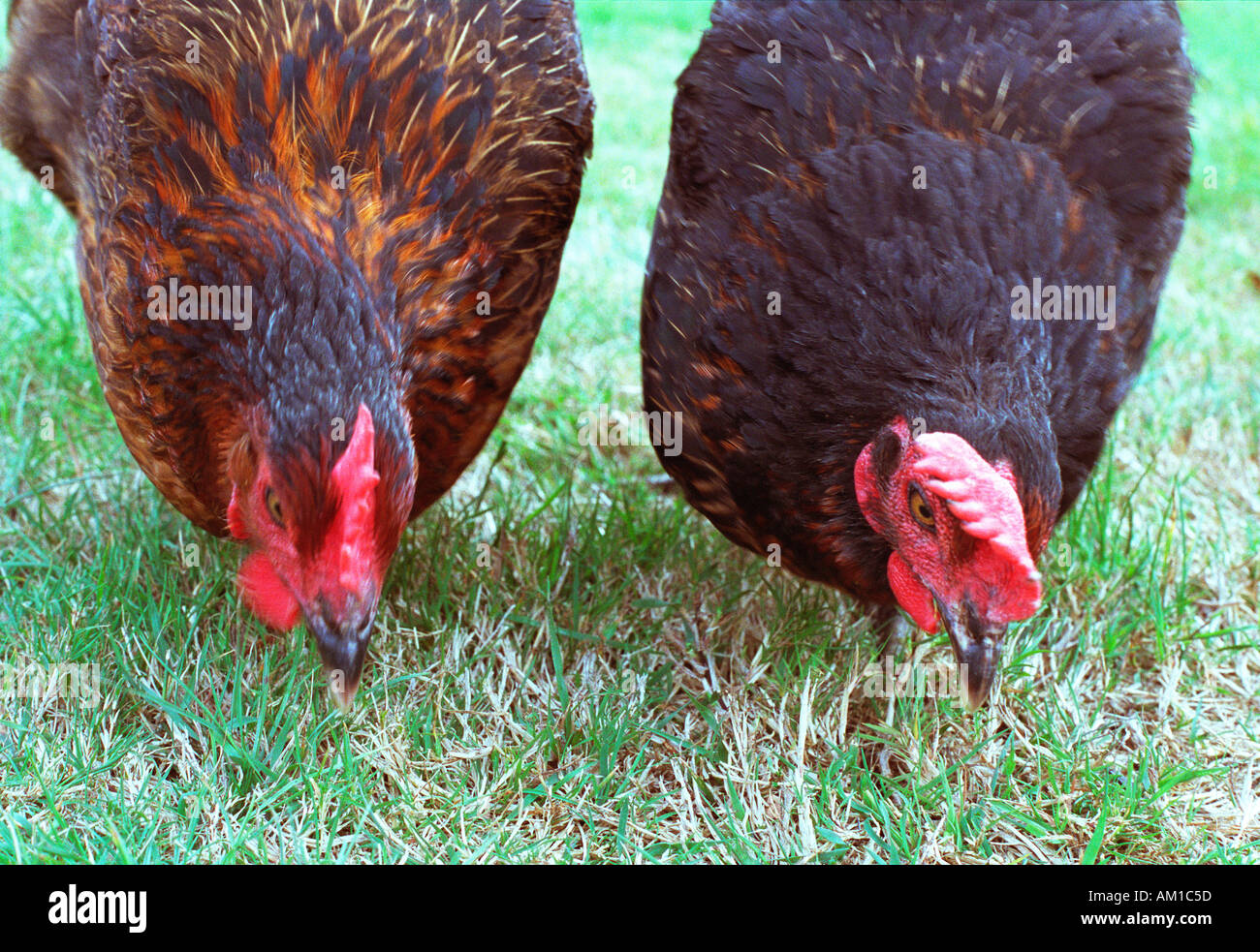 Two chickens hi-res stock photography and images - Alamy
