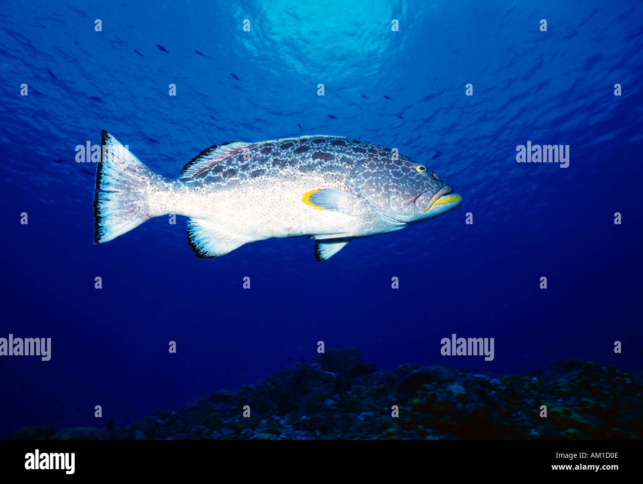 Caribbean Sea, Yellowfin Grouper, Mycteroperca venenosa Stock Photo - Alamy