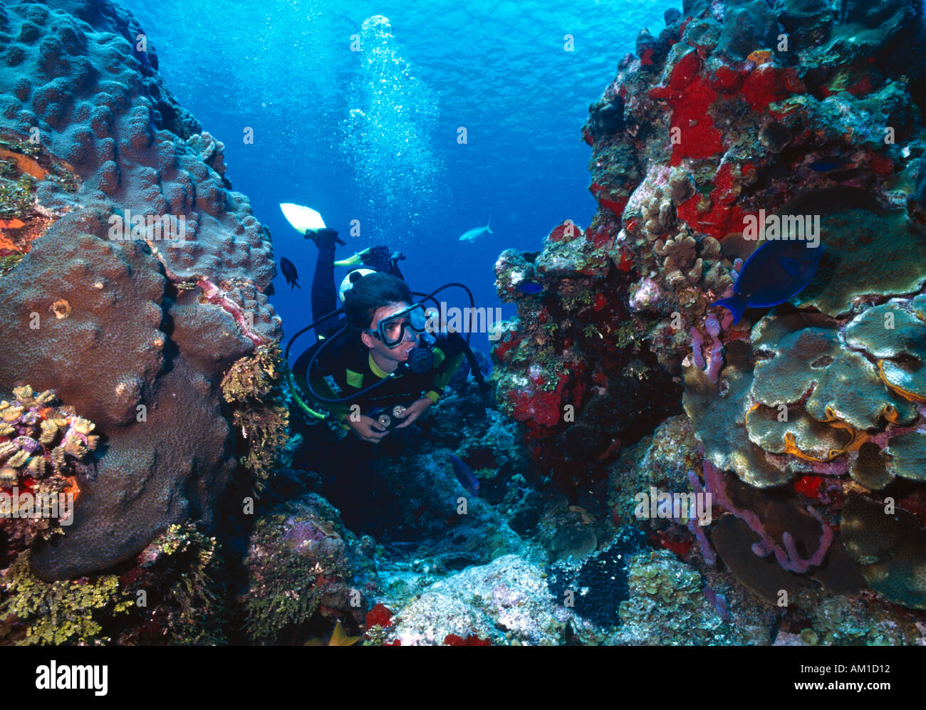 Scuba diver on sea hi-res stock photography and images - Alamy