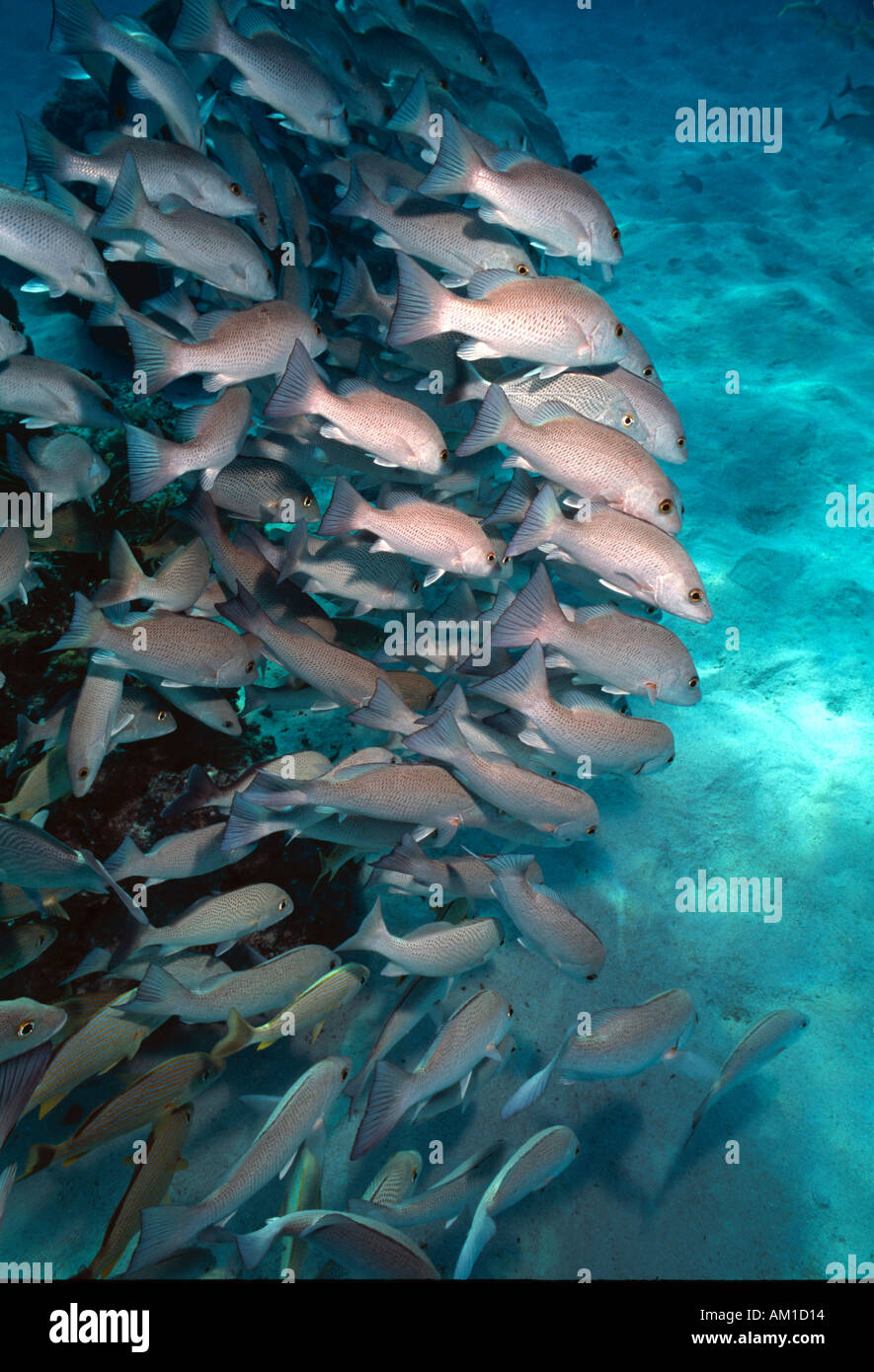 Snappers caribbean sea hi-res stock photography and images - Alamy