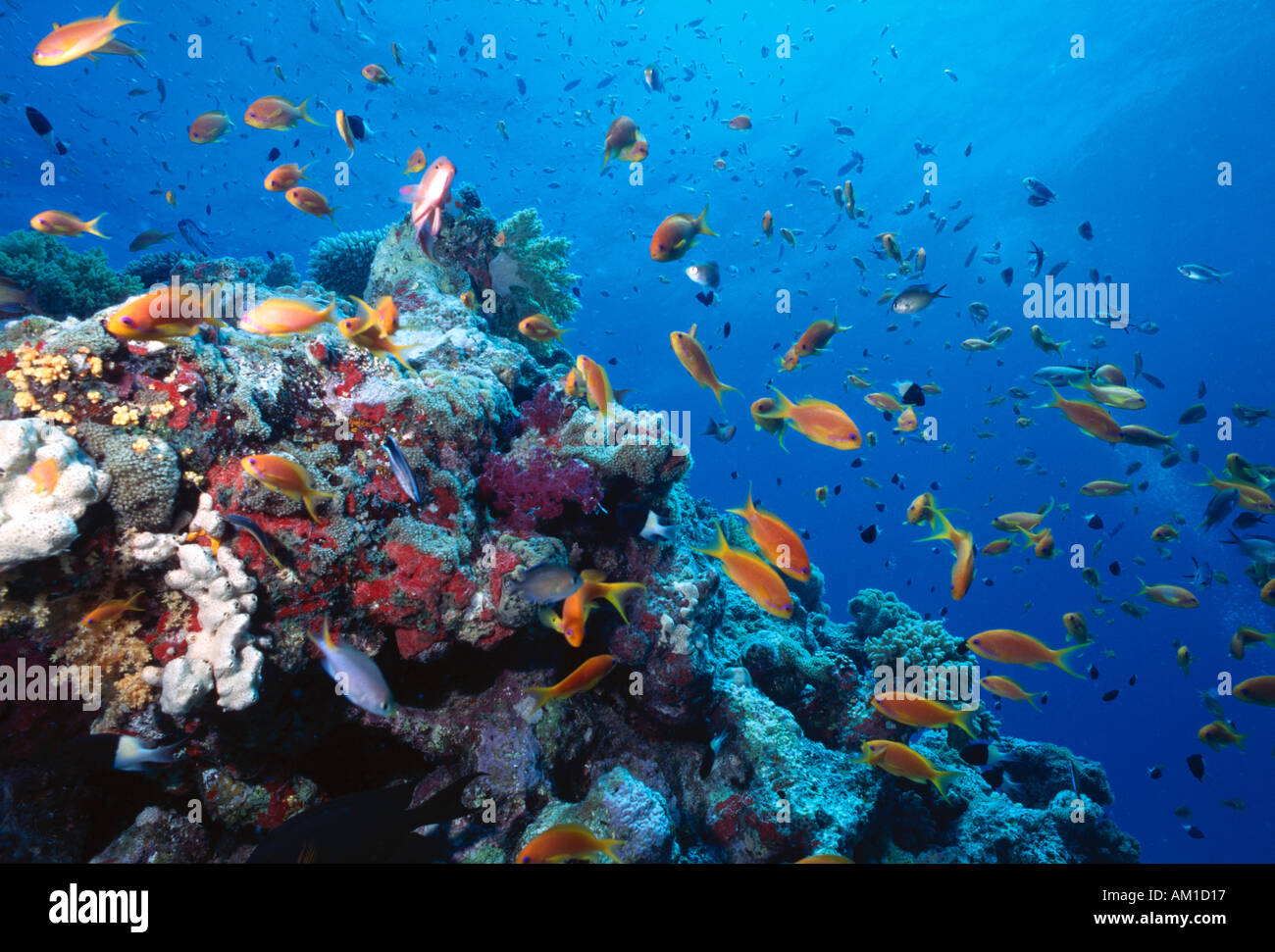 Red Sea, Egypt, Typical underwater scene in the Red Sea Stock Photo - Alamy