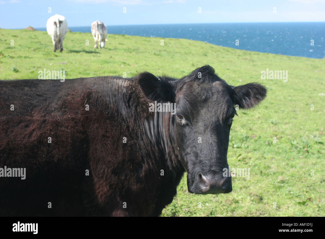 Cows ireland hi-res stock photography and images - Alamy