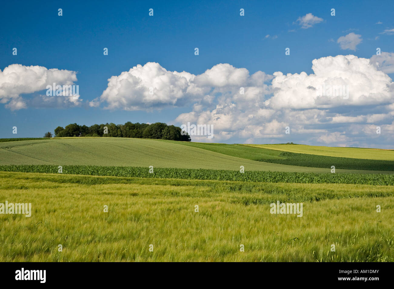 Grain field, near Zillenberg in county Aichach-Friedberg, Bavaria ...