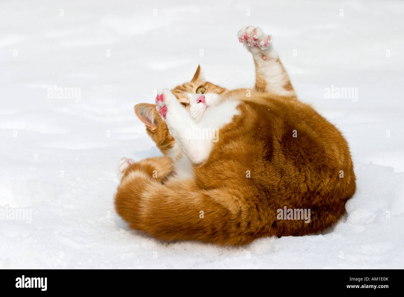 Shorthair cat snow hi-res stock photography and images - Alamy