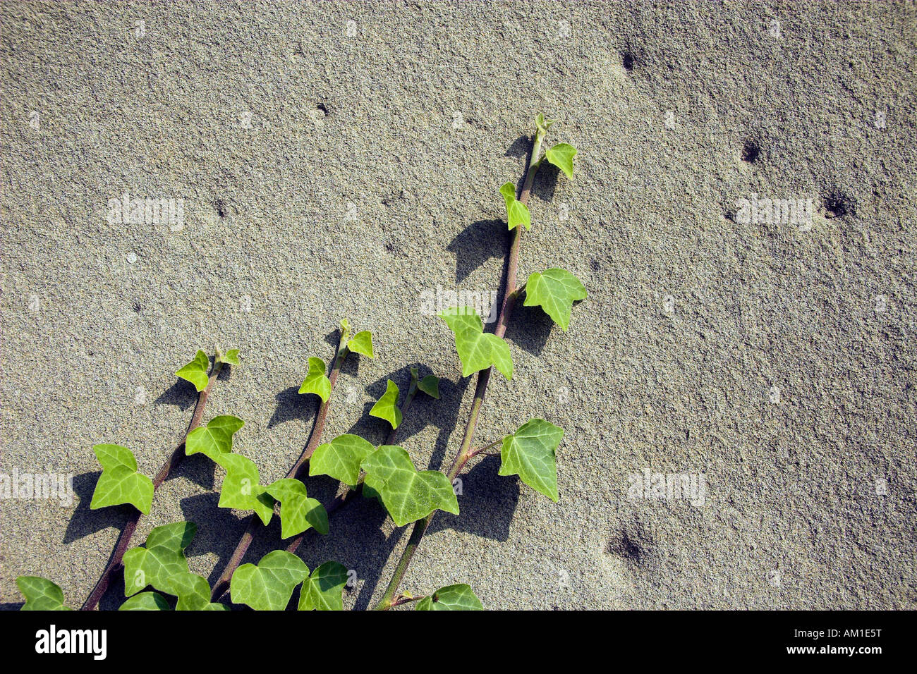 Ivy on the rocks hi-res stock photography and images - Alamy