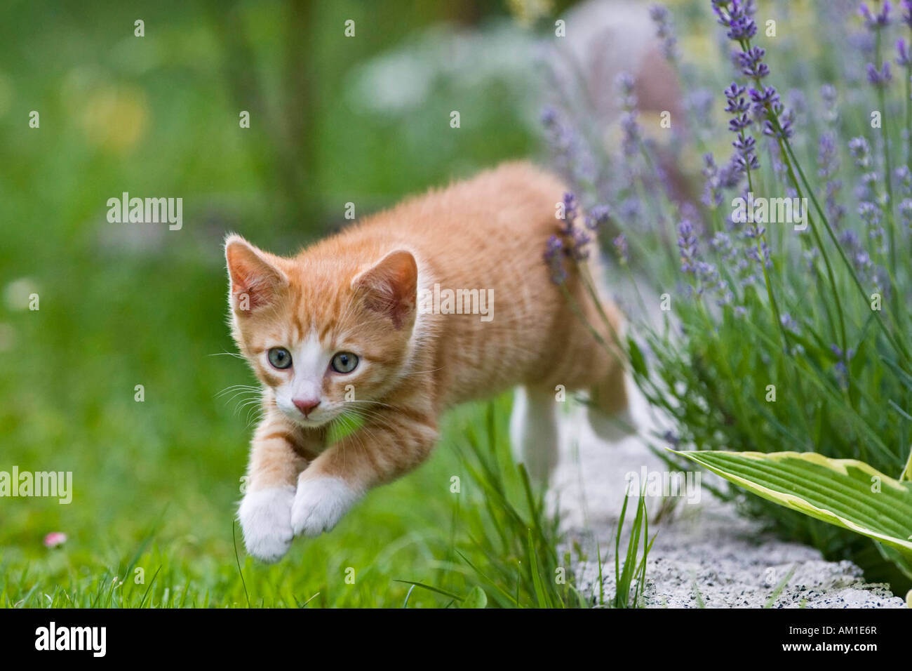 Cat jumping hi-res stock photography and images - Alamy