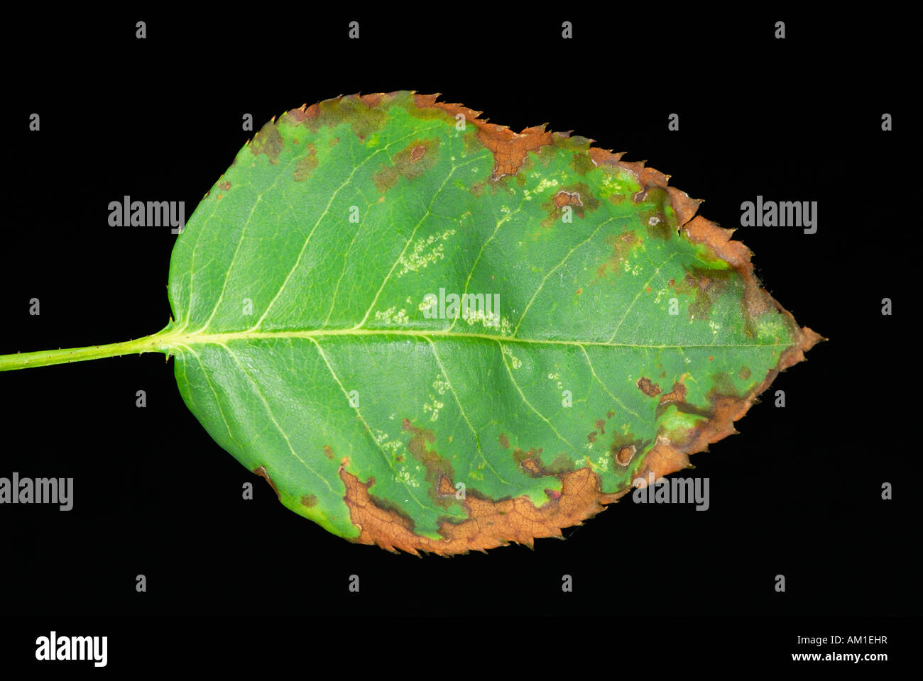 Anthracnose hi-res stock photography and images - Alamy
