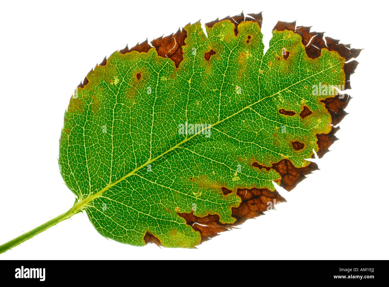 Anthracnose hi-res stock photography and images - Alamy