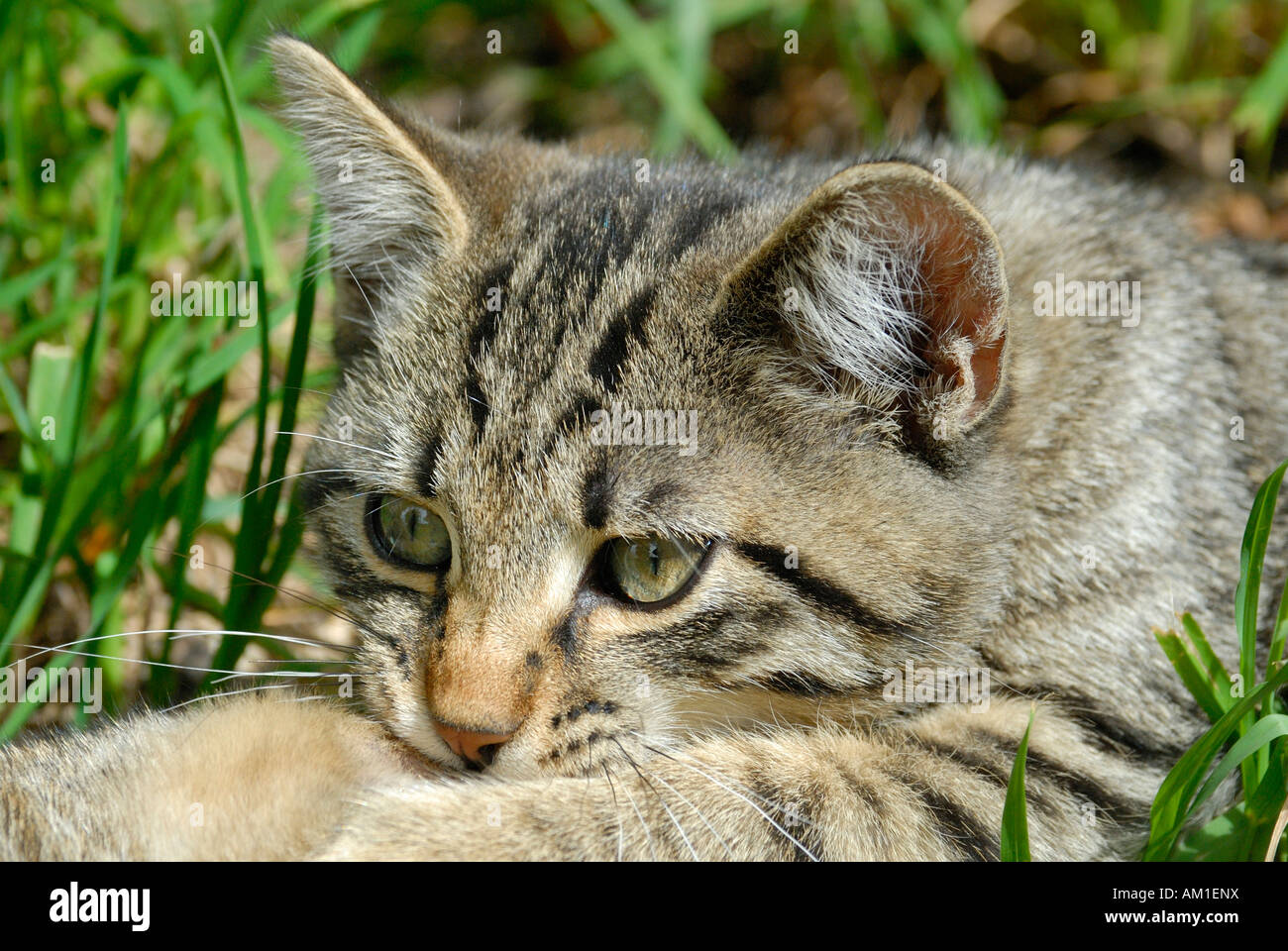 Freundliches tier hi-res stock photography and images - Alamy