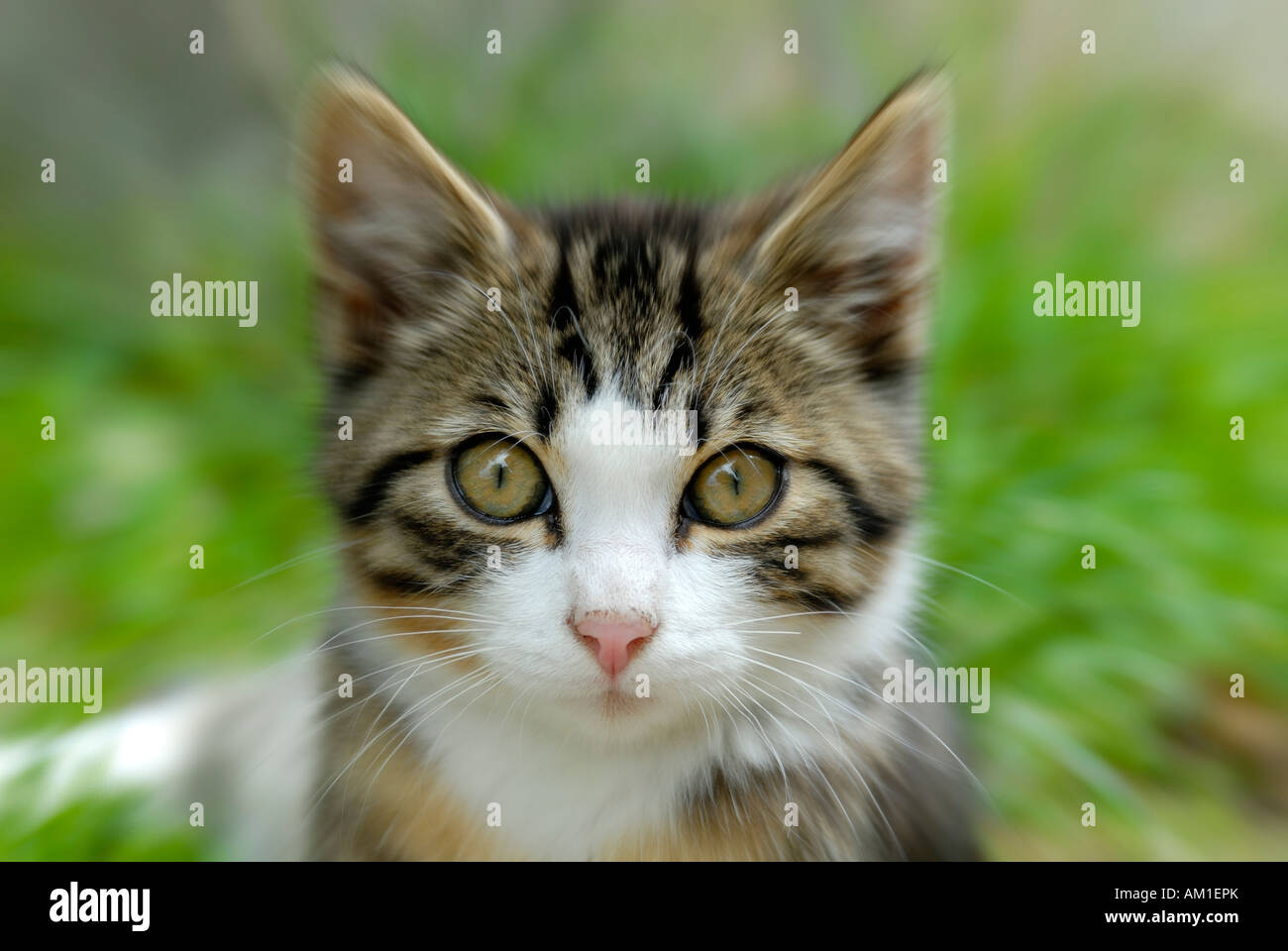 A young domestic cat - Germany, Europe Stock Photo - Alamy