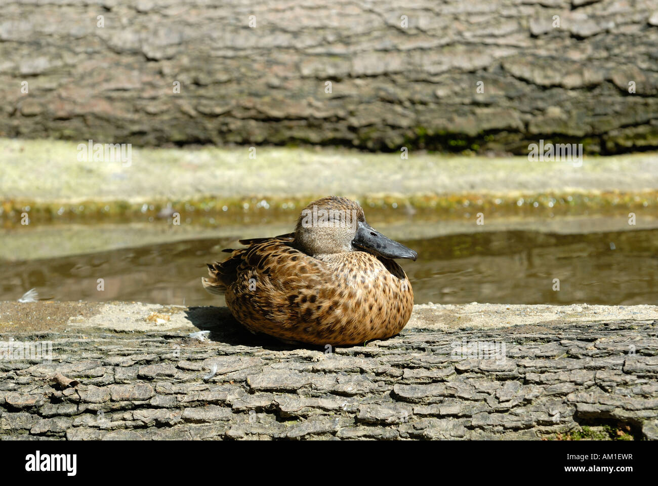A female Northern Shoveler (Anas clypeata) - Germany, Europe Stock ...