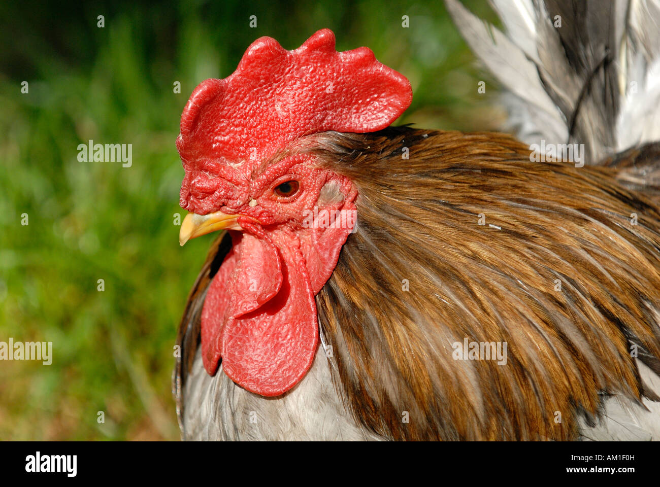 Portrait of a rooster - Germany, Europe Stock Photo - Alamy