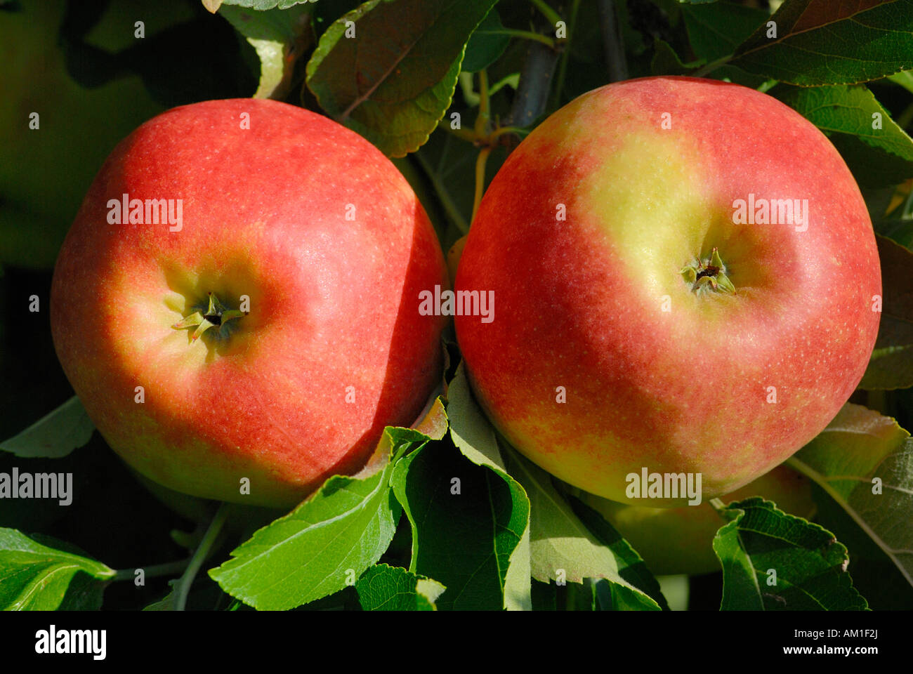 Plantagengewachse hi-res stock photography and images - Alamy