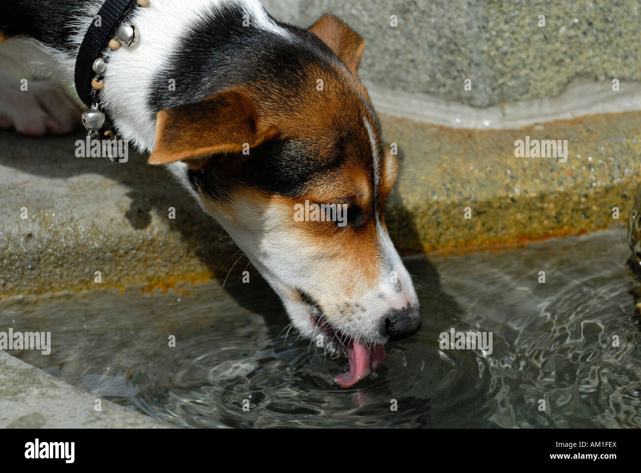 A young Jack Russel Terrier is drinking from a well basin Stock Photo ...