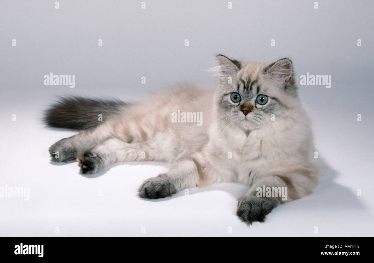 Persian Cat Colorpoint Stock Photo - Alamy