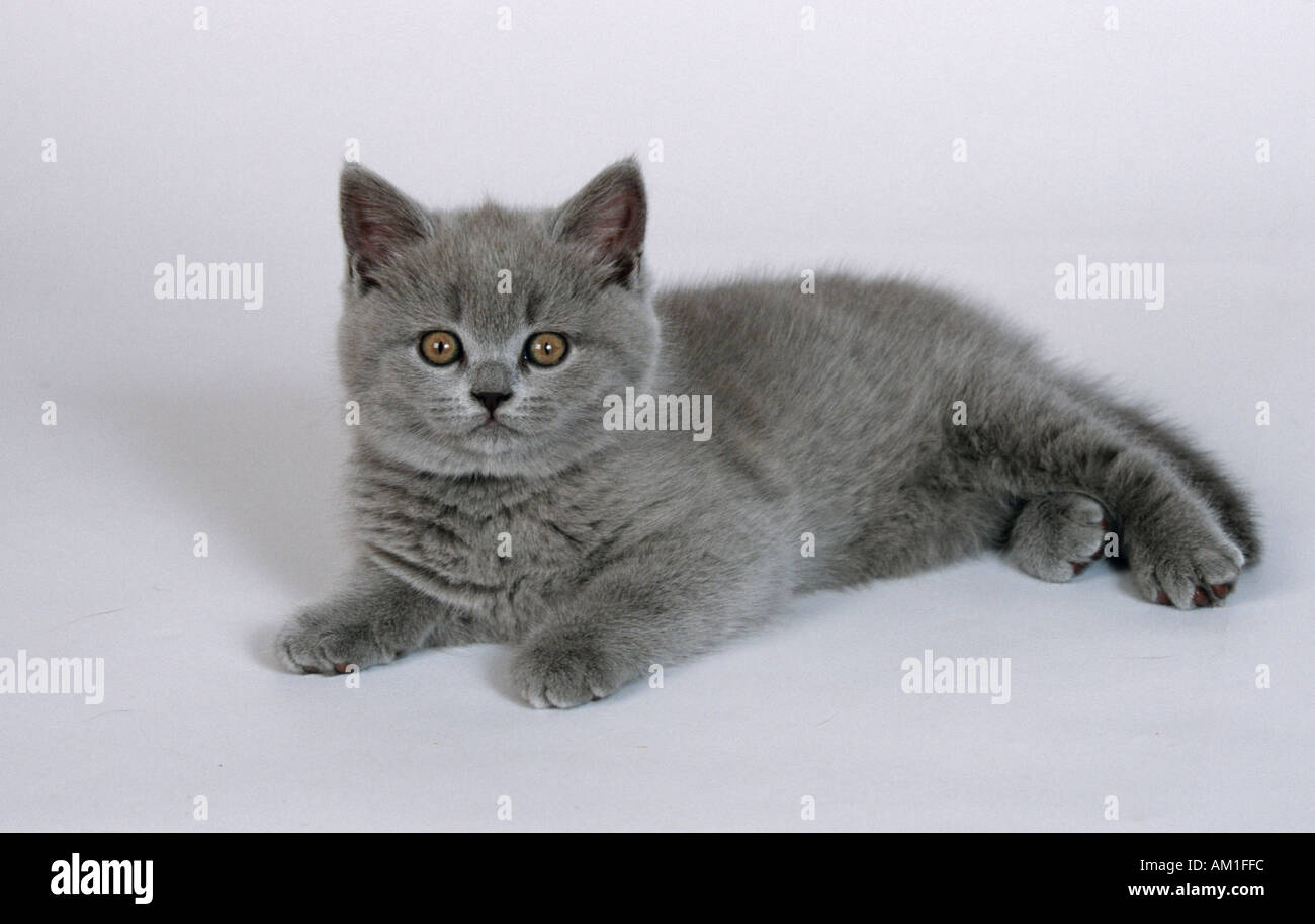 British Shorthair Cat Stock Photo - Alamy