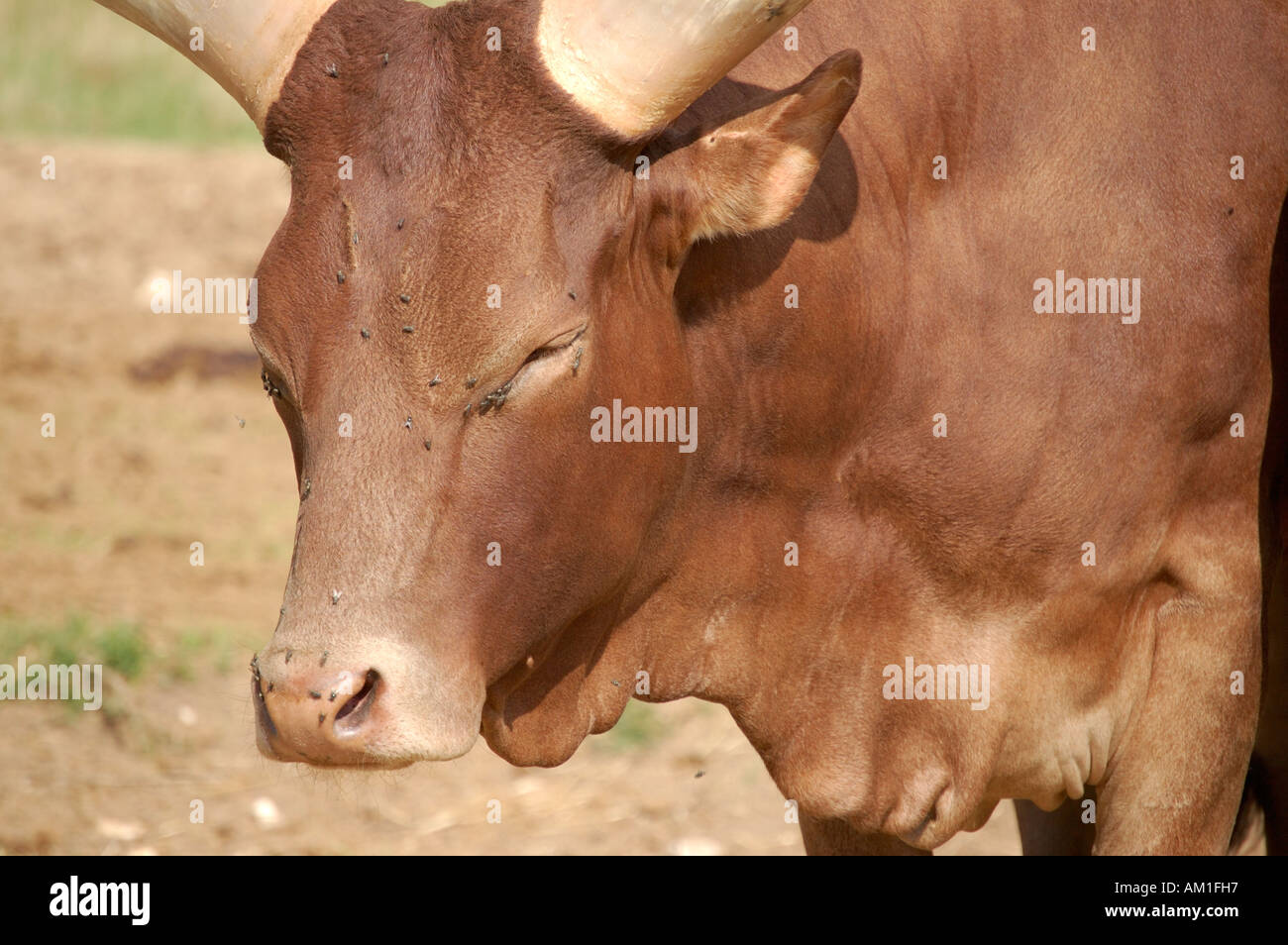 Pestered by flies hi-res stock photography and images - Alamy