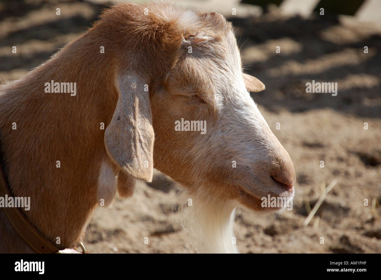 Goat nap hi-res stock photography and images - Alamy