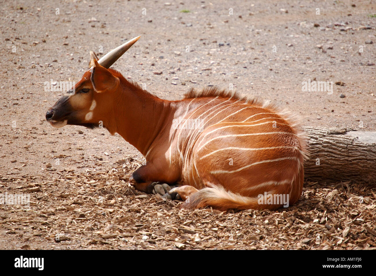 Bongo antelope kenya africa hi-res stock photography and images - Alamy