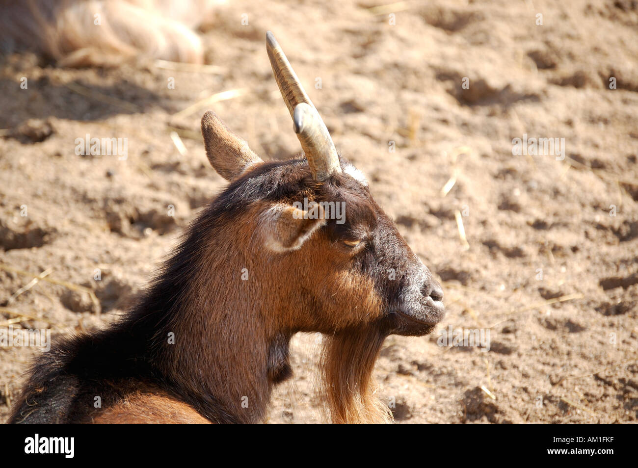 Three billy goats gruff hi-res stock photography and images - Alamy