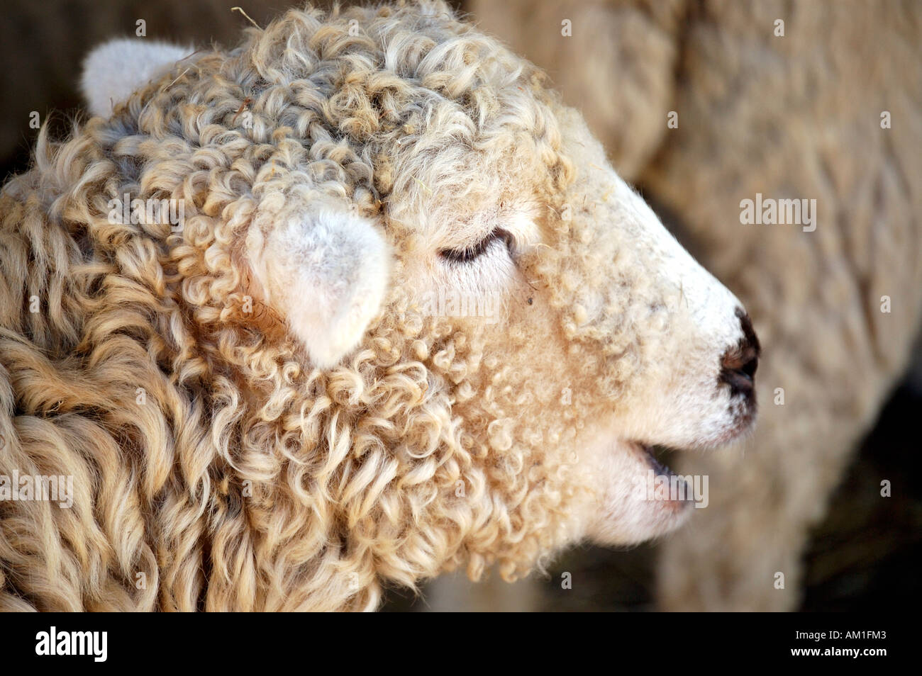 Wooly mammals hi-res stock photography and images - Alamy