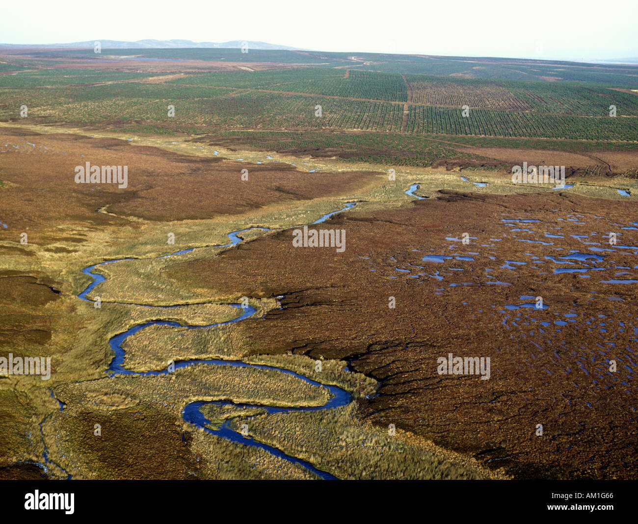 Flow Country Peatland Caithness Scotland Threatened by Blanket Conifer ...