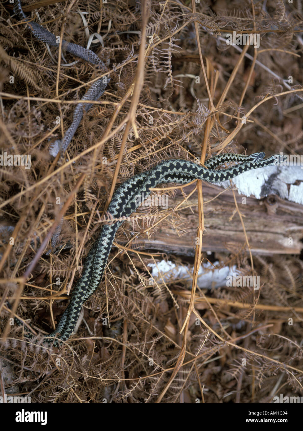 Black adders hi-res stock photography and images - Alamy