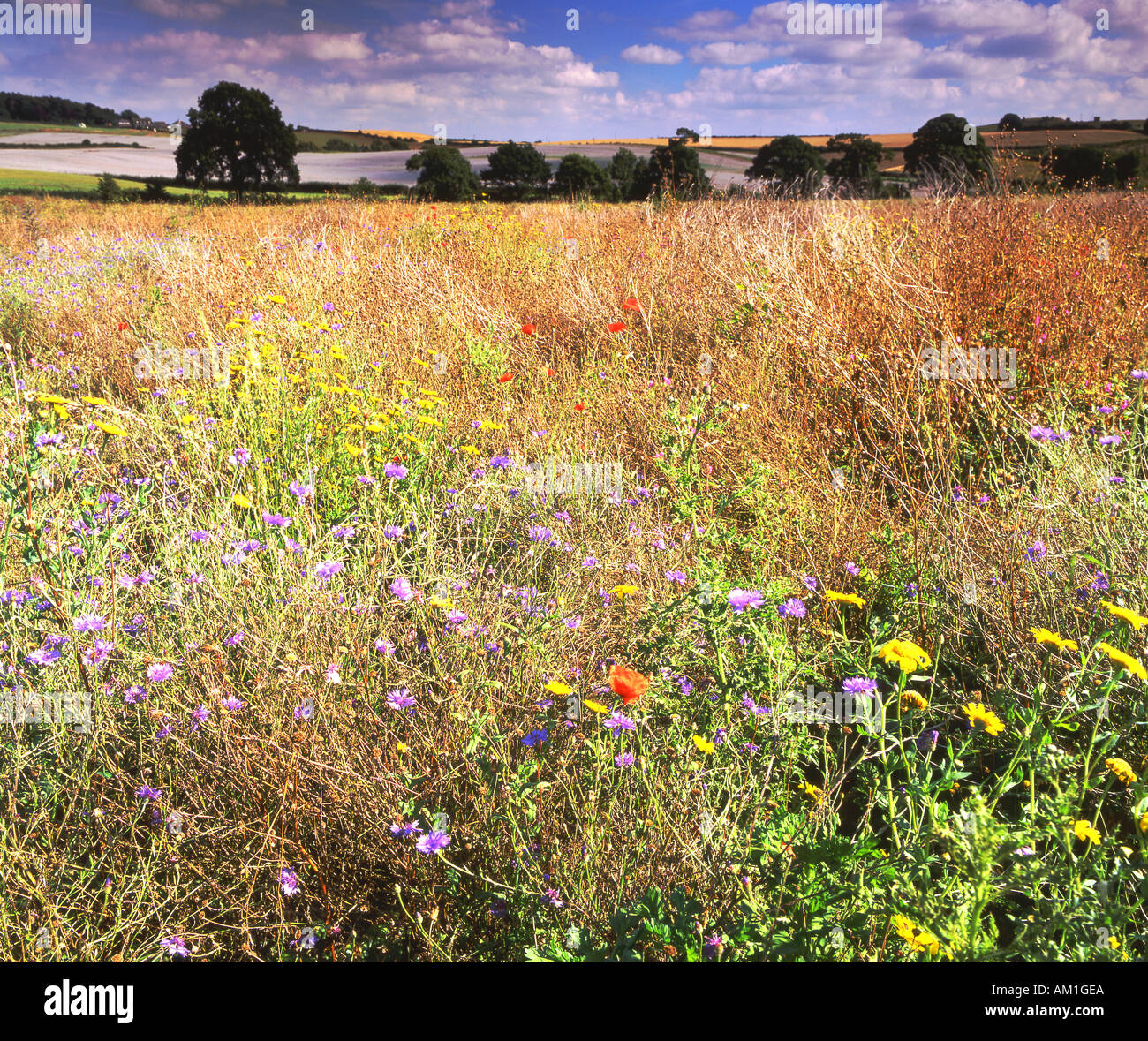 Alvanley hi-res stock photography and images - Alamy