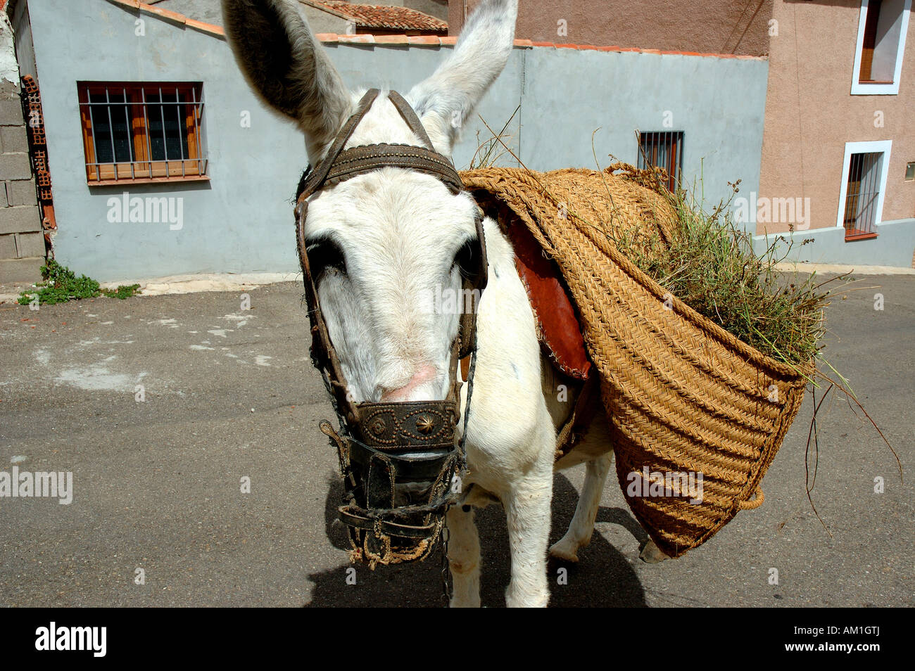 Burro espanol hi-res stock photography and images - Alamy