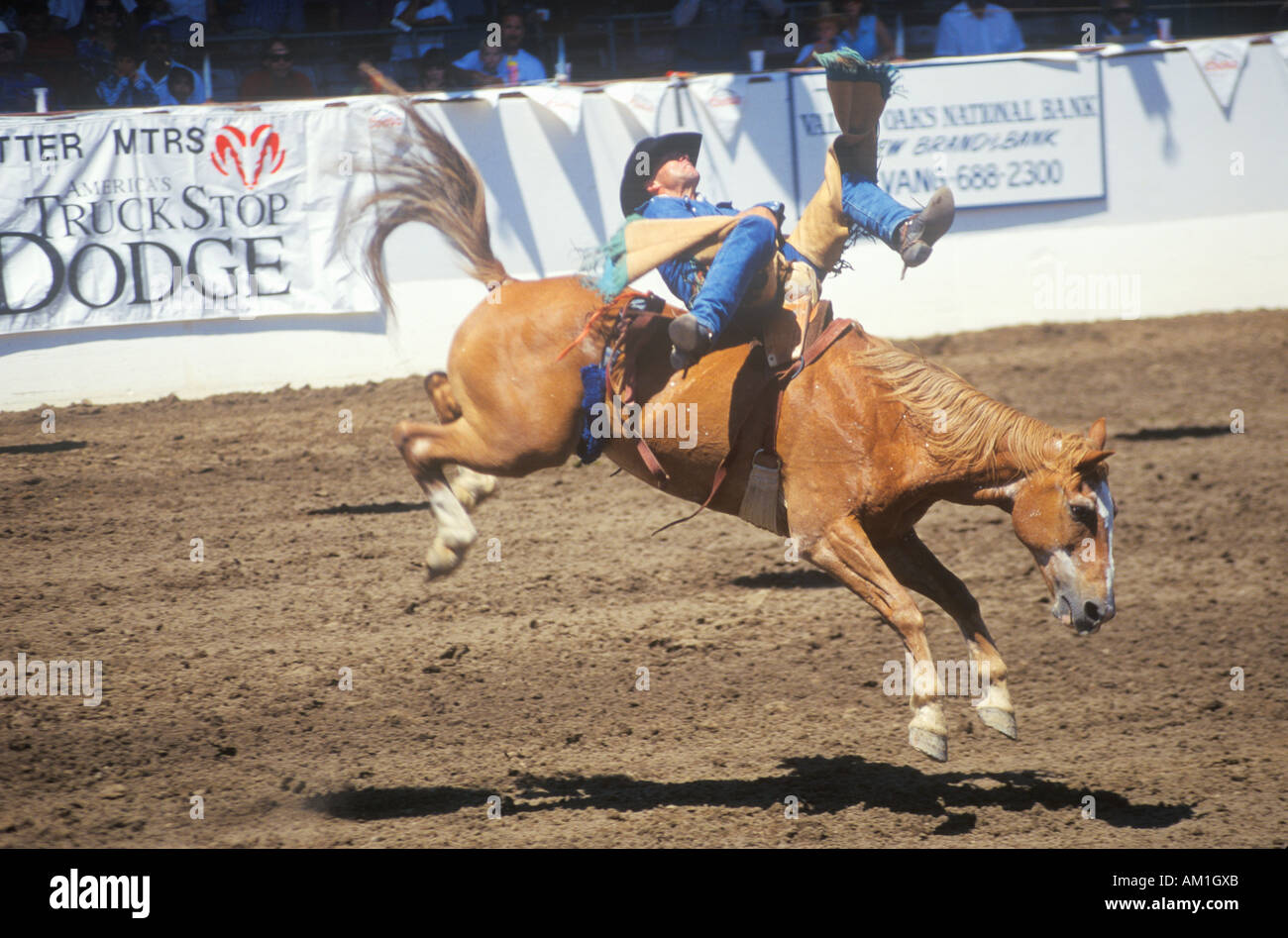 Bareback riding Santa Barbara Old Spanish Days Fiesta Rodeo Stock Horse ...