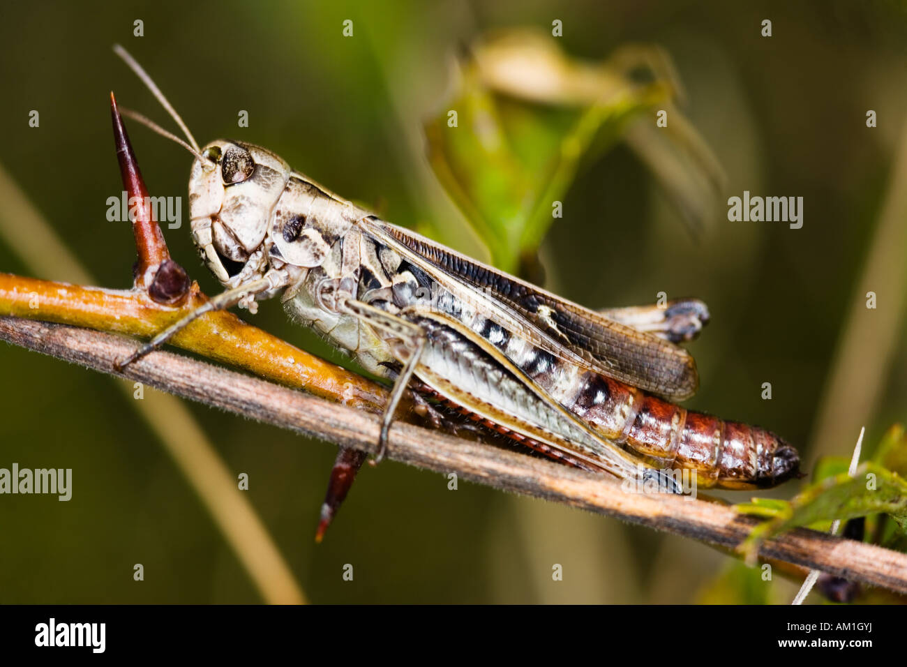 Common field grasshopper (Chorthippus brunneus Stock Photo - Alamy