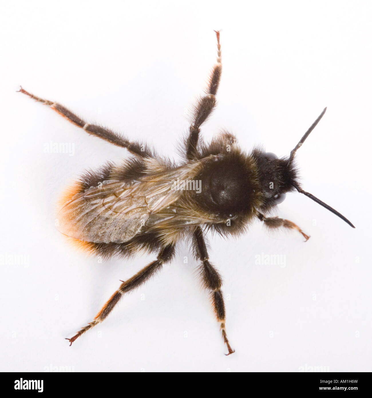 Red-tailed bumble bee - (Bombus lapidarius Stock Photo - Alamy