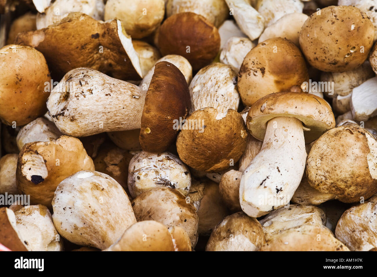 Edible boletus (Boletus edulis Stock Photo - Alamy