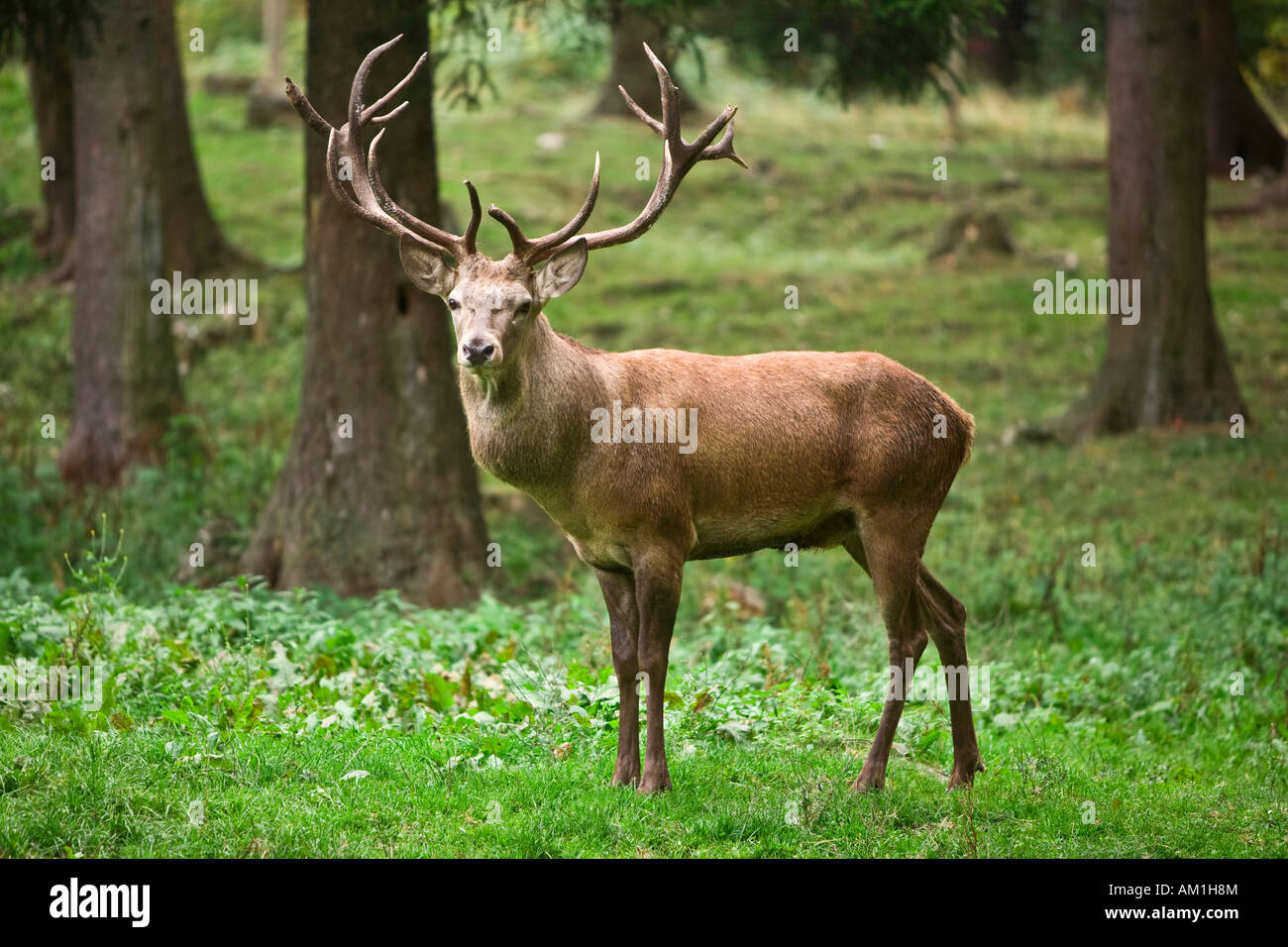 Red deer (Cervus elephus Stock Photo - Alamy