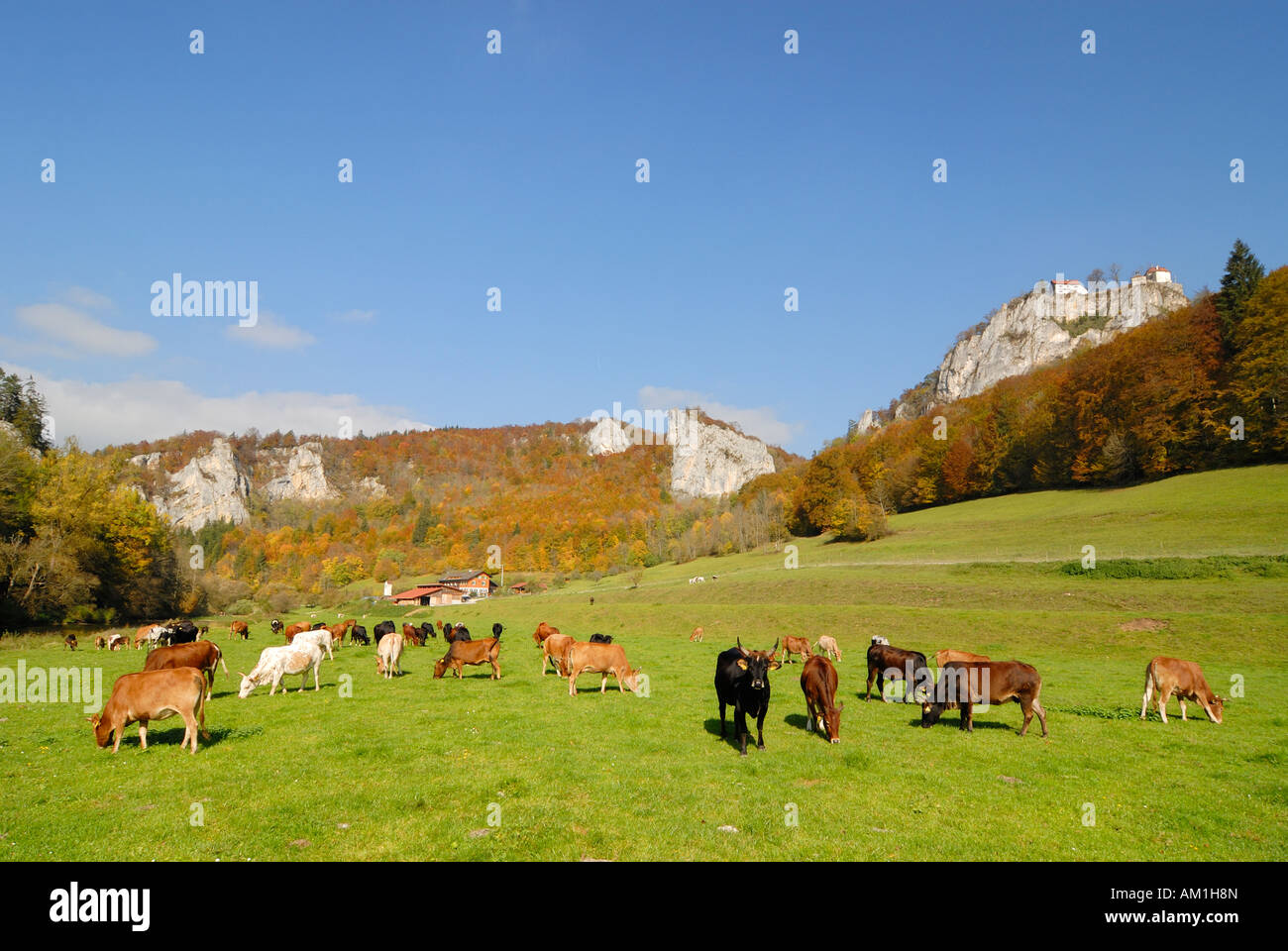 A livestock herd in the danube valley - Baden-Wuerttemberg, Germany ...