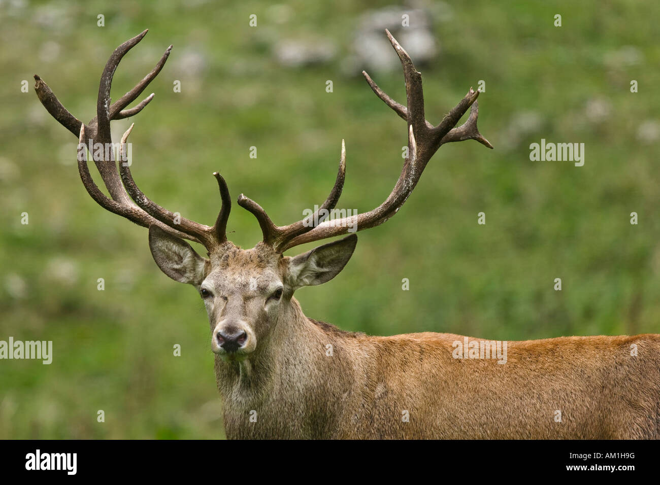 Red deer (Cervus elephus Stock Photo - Alamy